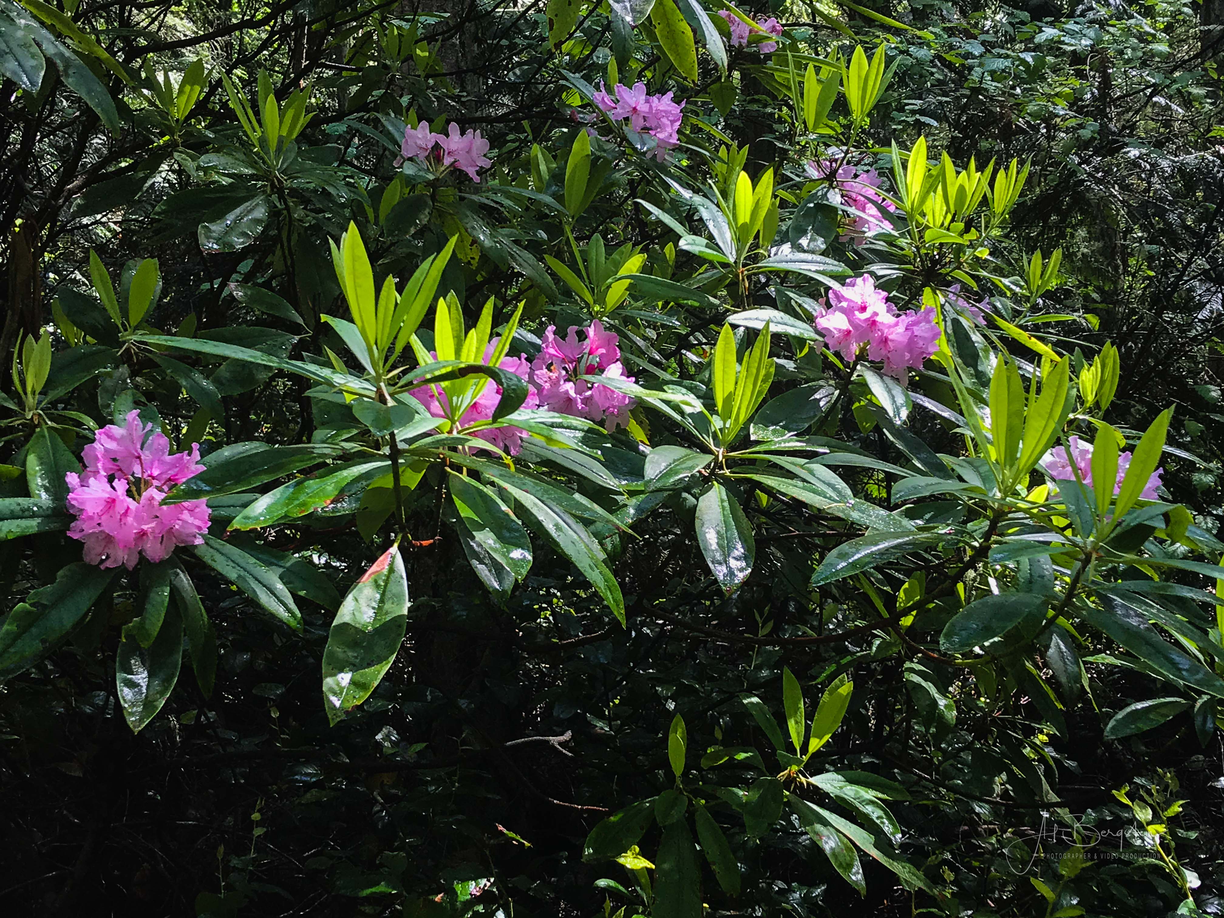 Rhodys in the woods | Rainshadow Journal