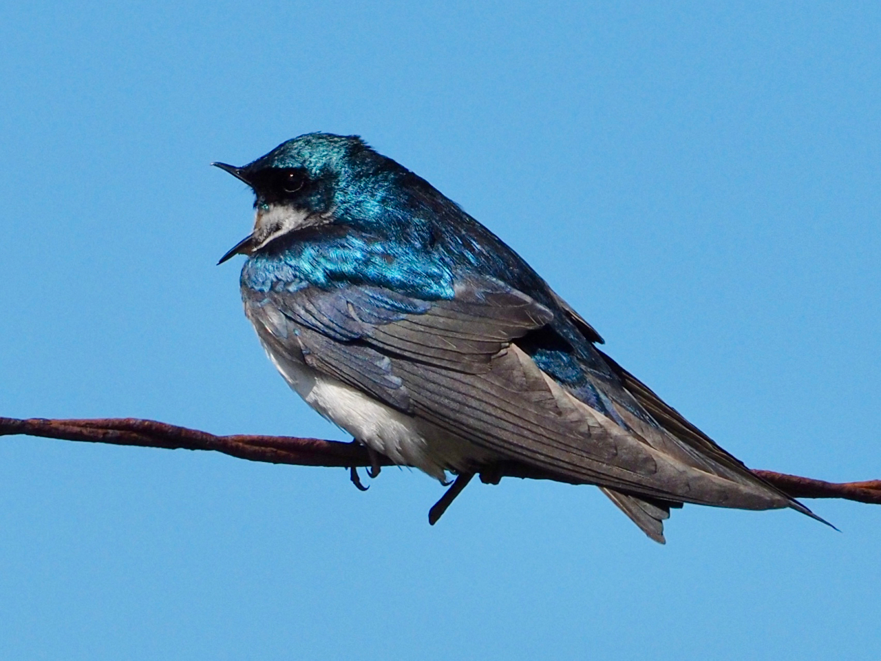 Tree Swallow | Rainshadow Journal