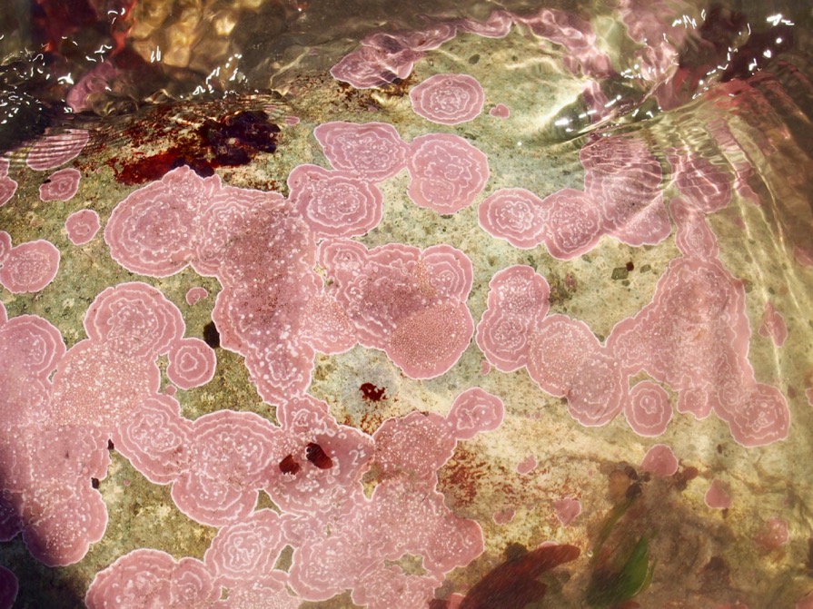 Crustose Coralline algae | Rainshadow Journal