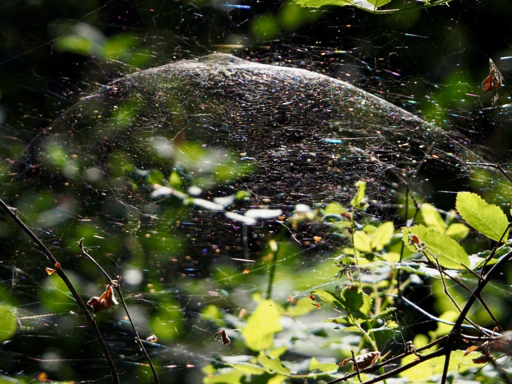 Spiders are Special | Rainshadow Journal