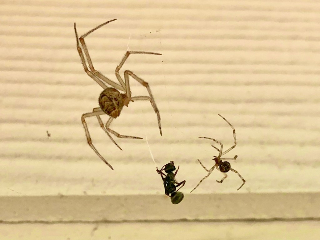 Spiders are Special | Rainshadow Journal
