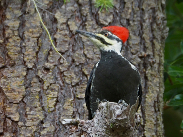 Insectivore Birds Part 2 | Rainshadow Journal