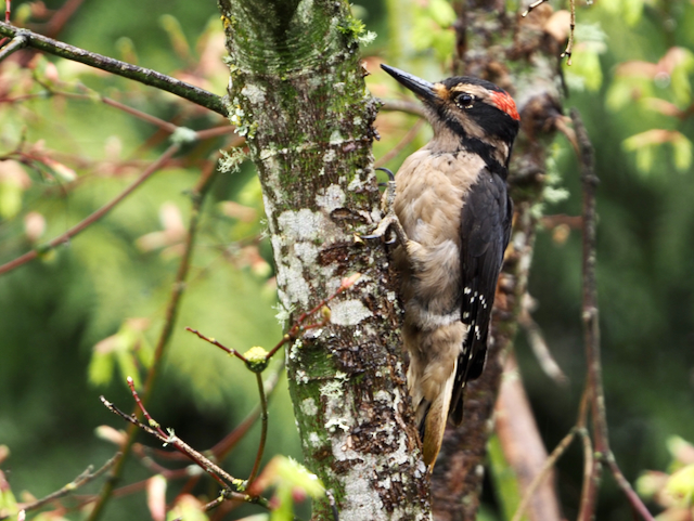 Insectivore Birds Part 2 | Rainshadow Journal
