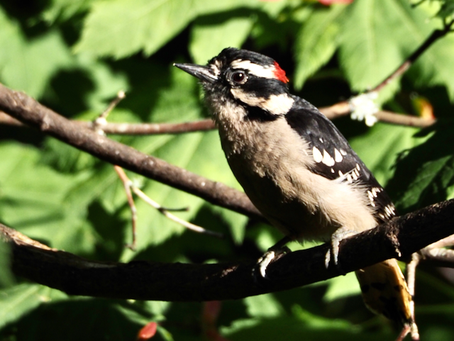 Insectivore Birds Part 2 | Rainshadow Journal