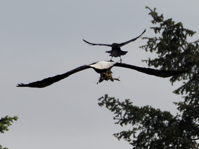 Clever Crows | Rainshadow Journal